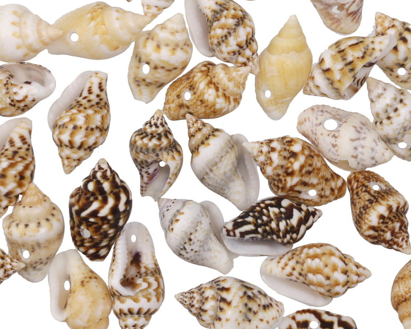 Tiny Nassa Shell Charm 6-10x10-20mm